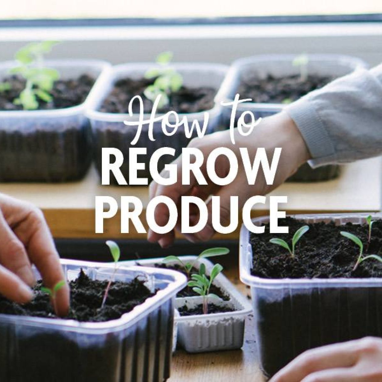 How to Regrow Produce from Leftover Veggies | Savory