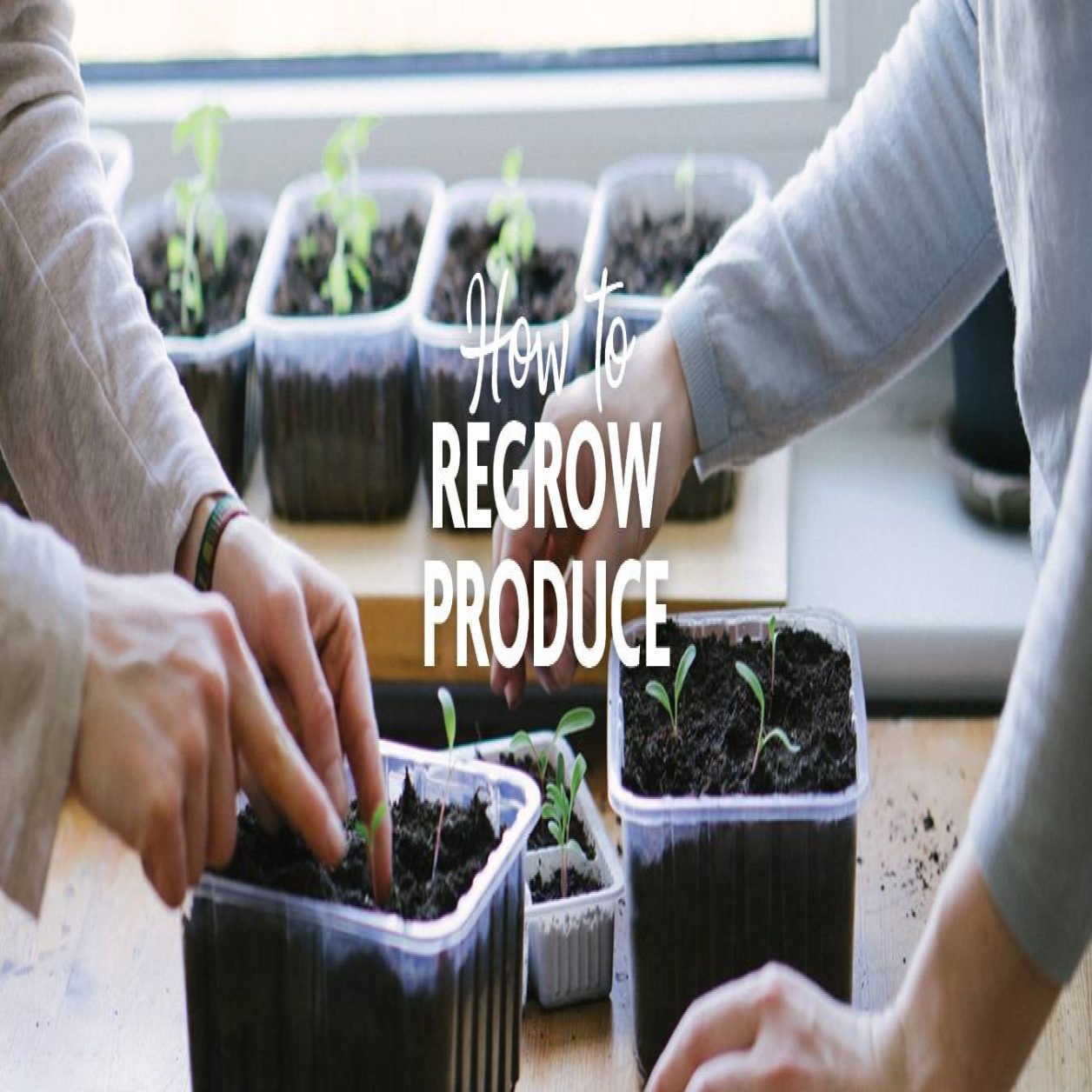 How to Regrow Produce from Leftover Veggies | Savory