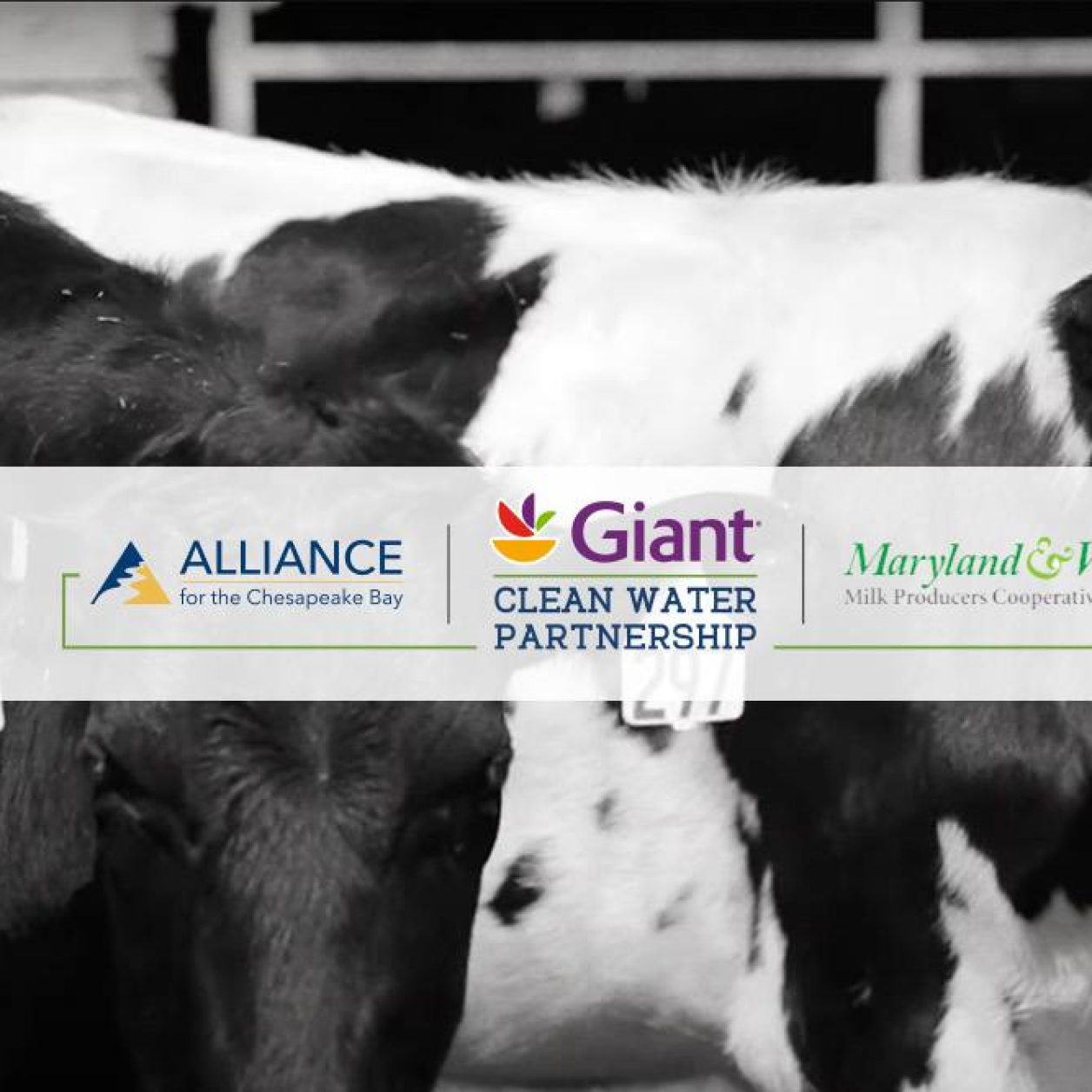 Why Buying Giant Milk Makes a Difference. | Savory