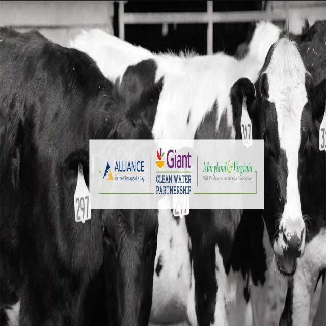 Why Buying Giant Milk Makes a Difference. | Savory