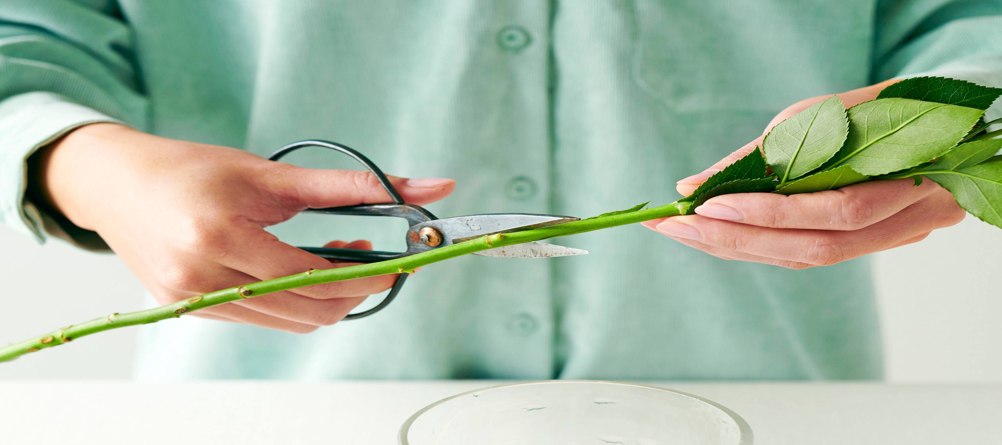 8 Tips to Care for Fresh Flowers | Savory